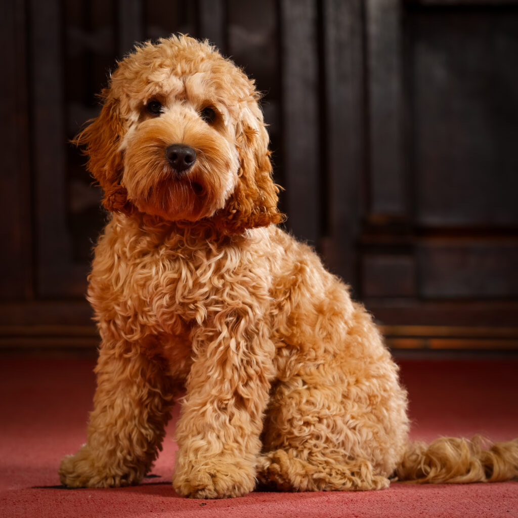 Basil – School Wellbeing Dog - Bishopsgate School